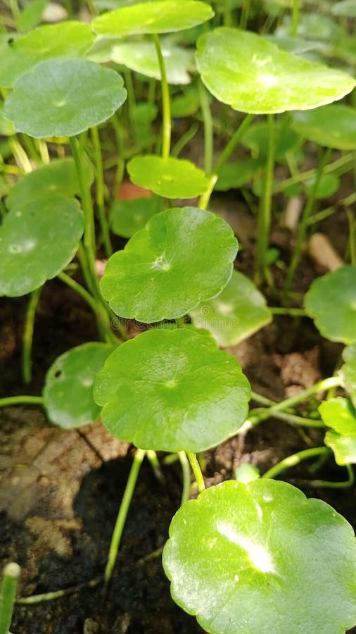 Greeny Pegagan Leaves in the Morning Stock Image - Image of green ...