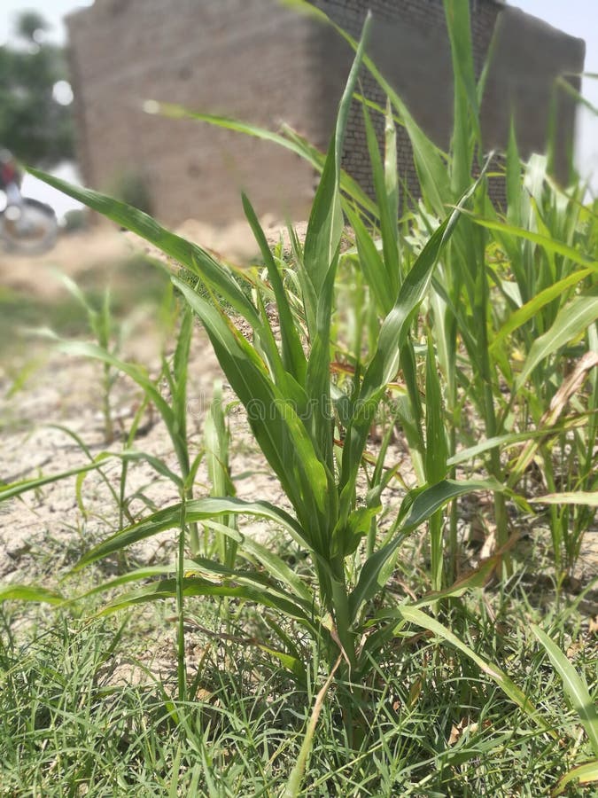 Single Grass Leaves Image Beautiful Green Color with Isolated ...