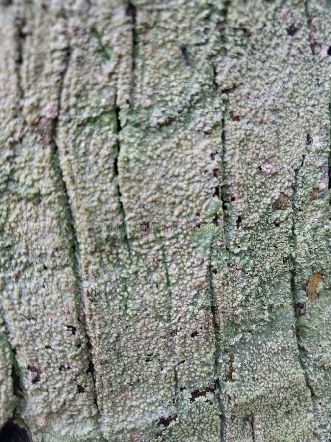 Greeny tree skin stock photo. Image of natural, skin - 233860058