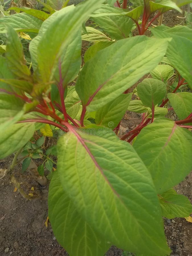 He means the world to her stock image. Image of delightful - 74553589