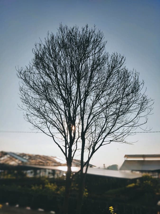 Greet the Dawn with Beautiful Dry Trees Stock Image - Image of dawn ...