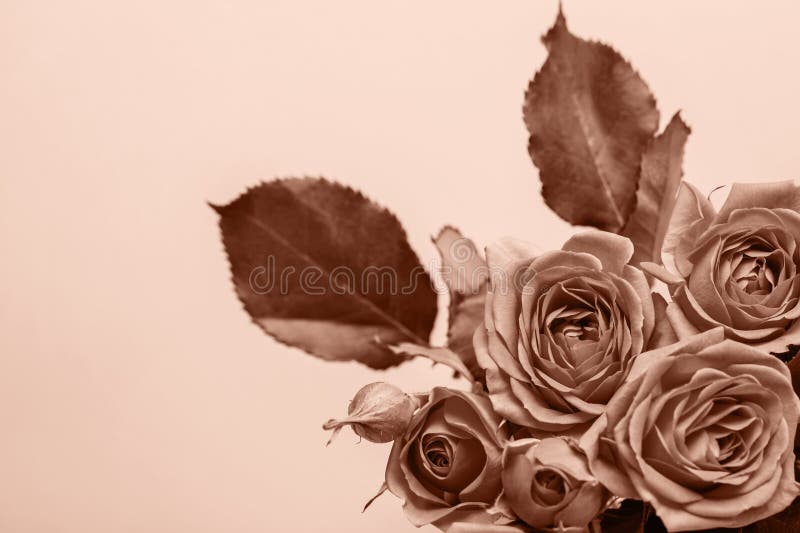 Greeting Beautiful Bouquet of Mini Roses in Mocha Mousse Color Stock ...