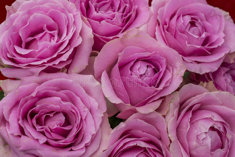 Greeting Card with Beautiful Fresh Roses and Copy Space Stock Photo ...