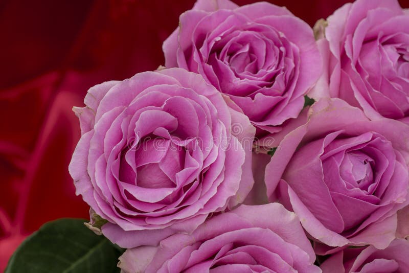 Greeting Card with Beautiful Fresh Roses and Copy Space Stock Photo ...