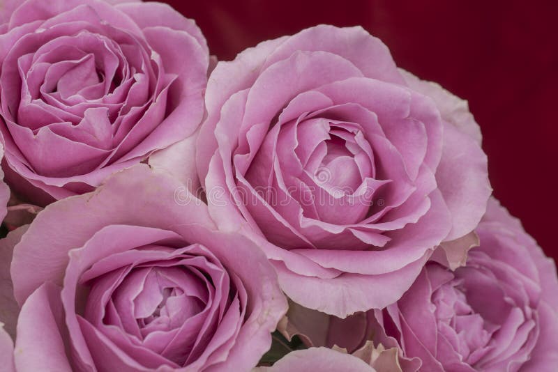 Greeting Card with Beautiful Fresh Roses and Copy Space Stock Image ...