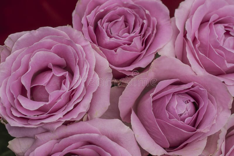 Greeting Card with Beautiful Fresh Roses and Copy Space Stock Image ...