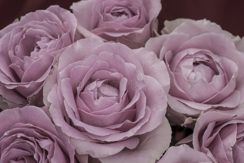 Greeting Card with Beautiful Fresh Roses and Copy Space Stock Photo ...