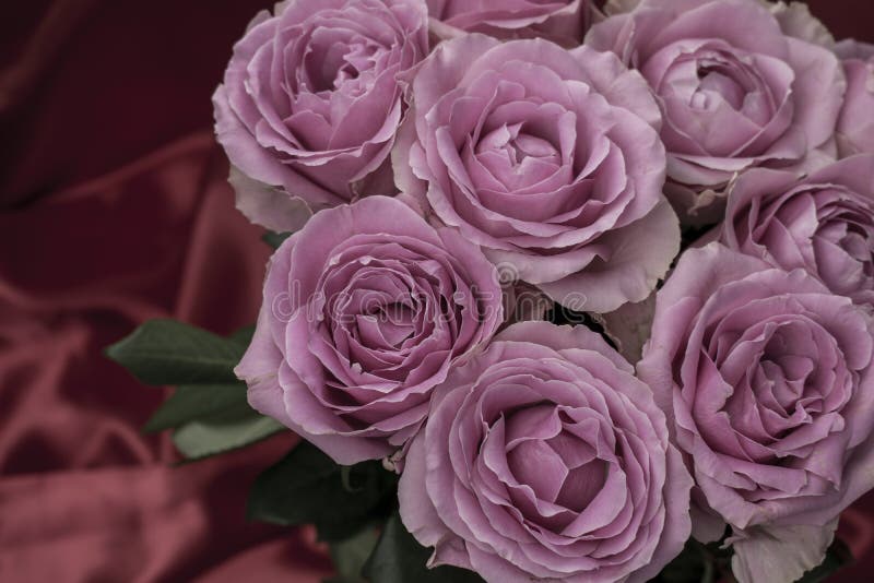 Greeting Card with Beautiful Fresh Roses and Copy Space Stock Image ...