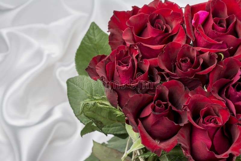 Greeting Card with Beautiful Fresh Roses and Copy Space Stock Image ...