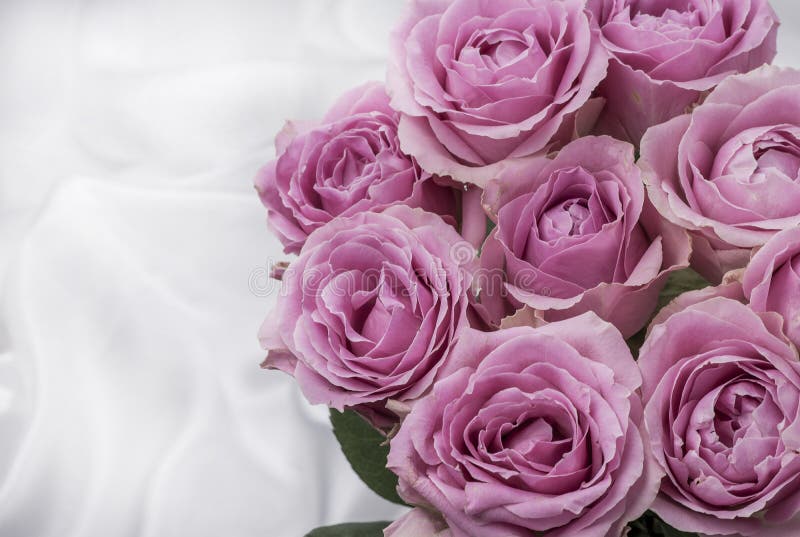 Greeting Card with Beautiful Fresh Roses and Copy Space Stock Photo ...