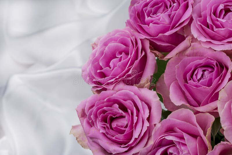 Greeting Card with Beautiful Fresh Roses and Copy Space Stock Photo ...