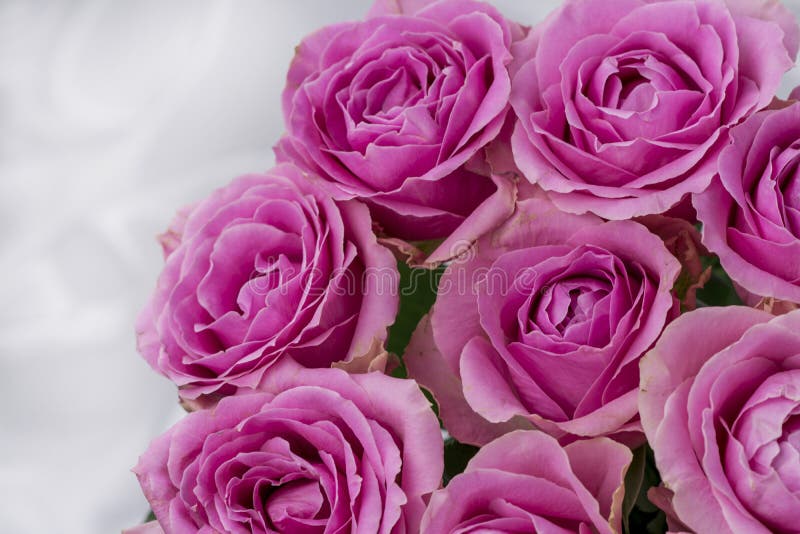 Greeting Card with Beautiful Fresh Roses and Copy Space Stock Image ...