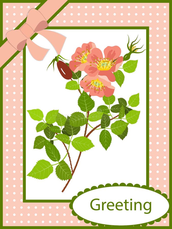 Greeting Card Blooming Wild Rose Stock Vector - Illustration of card ...