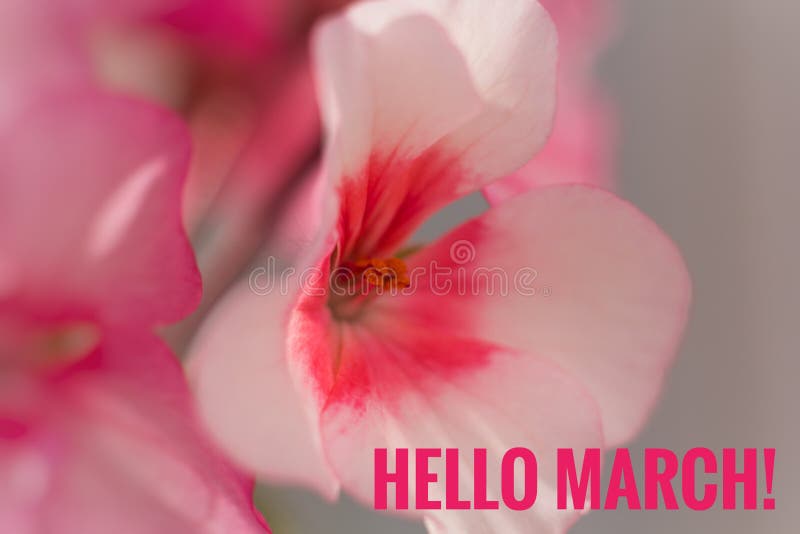 Greeting Card Hello March Welcome Card the Beginning of Spring Stock ...