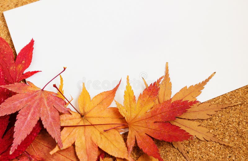Greeting card with maple stock image. Image of orange - 35168989