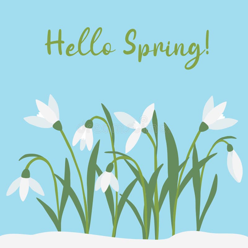 Greeting Card with Snowdrops Spring Flowers, Hello Spring Text, Vector ...