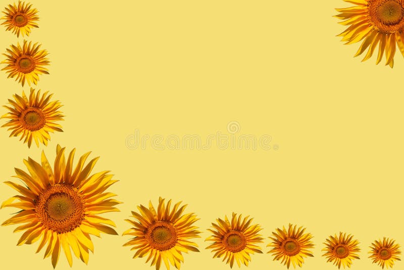 Greeting Card with Sunflowers Stock Illustration - Illustration of ...