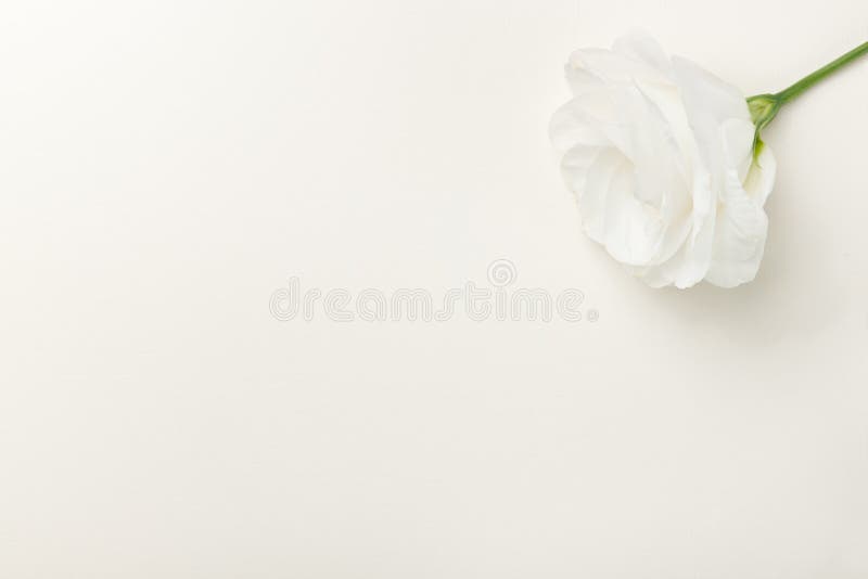 Greeting Card with White Rose Stock Image - Image of flower, rose: 21115415