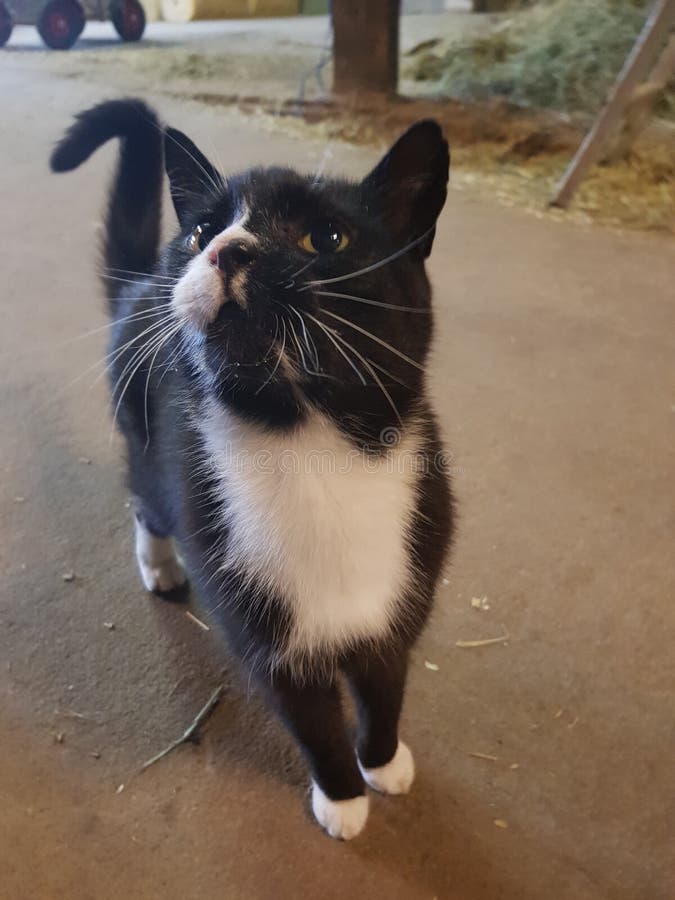 Greeting Human stock image. Image of human, home, barn - 105174475
