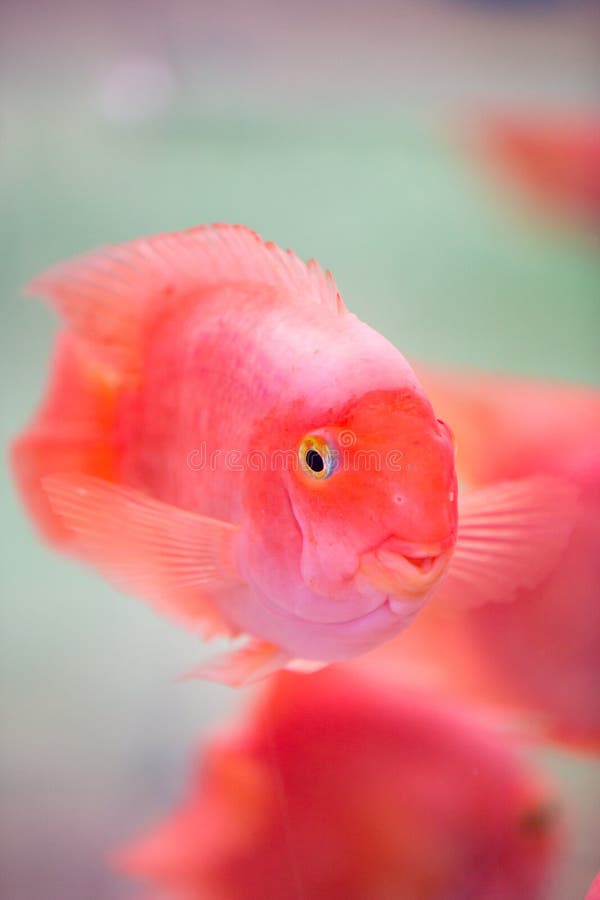 Greeting Pink Fish in the Aquarium Stock Photo - Image of colony ...