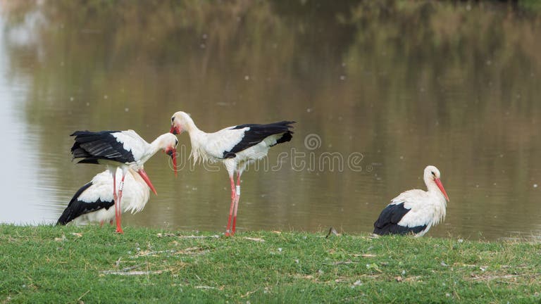 Characteristic Noisy Bill Clattering Stock Photos - Free & Royalty-Free ...