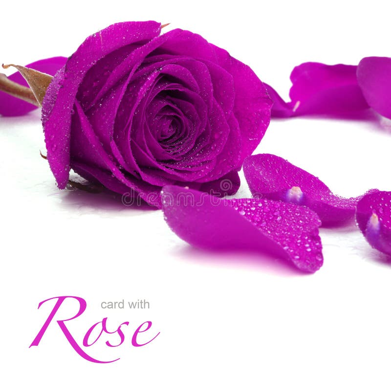 Greetings card with rose stock image. Image of frame - 85978309