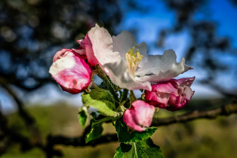 Greetings from Spring stock photo. Image of grass, blooming - 181209250