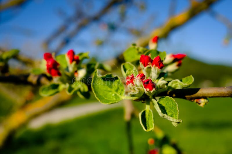 Greetings from Spring stock photo. Image of beauty, fresh - 181209576