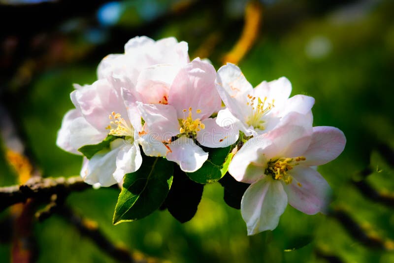 Greetings from Spring stock image. Image of blossom - 181208871