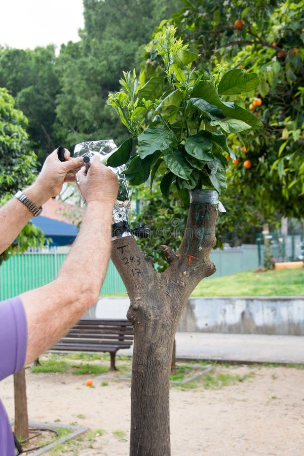 Greffe Agricole Des Arbres D'agrumes Photo stock - Image du lames ... Greffe Agricole Des Arbres D'agrumes Photo stock - Image du lames ...