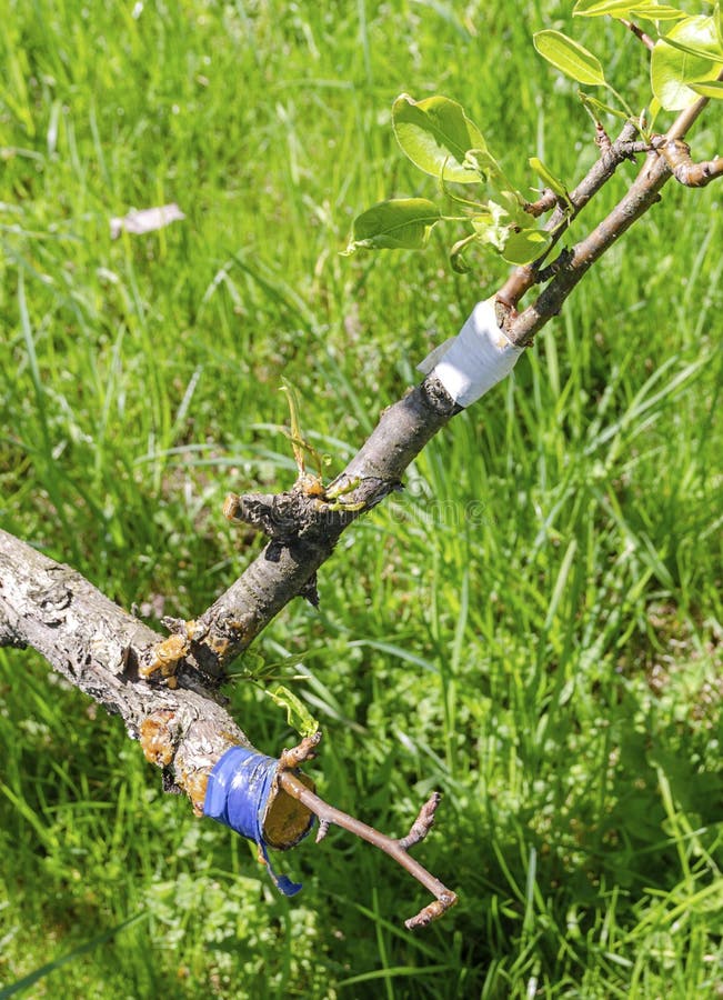 Greffe D'arbre Greffant Les Arbres Fruitiers Point Par Point Greffez Un ... Greffe D'arbre Greffant Les Arbres Fruitiers Point Par Point Greffez Un ...