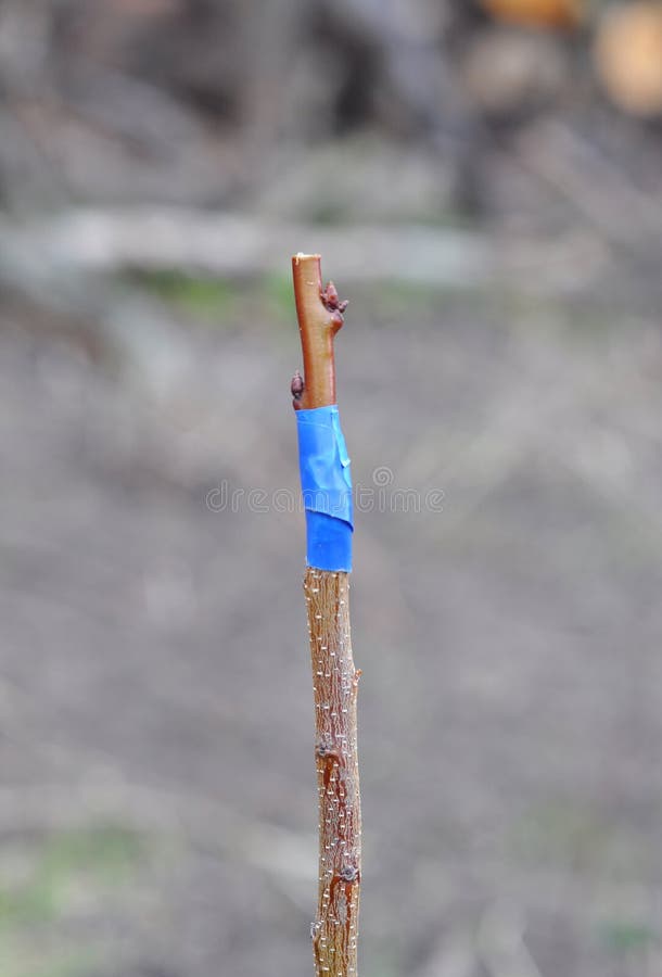 Greffe Des Branches D'abricotier Greffant Les Arbres Fruitiers Point ... Greffe Des Branches D'abricotier Greffant Les Arbres Fruitiers Point ...