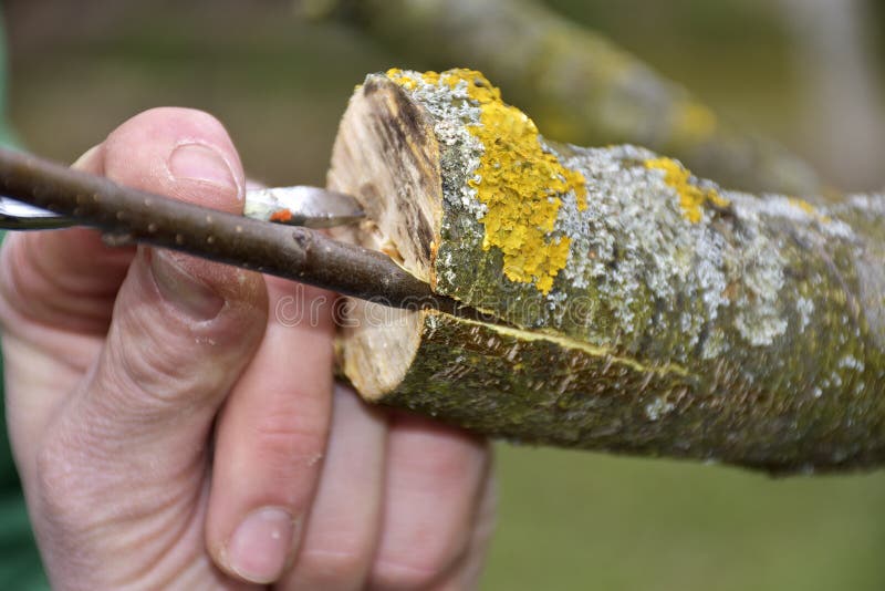 Greffe Du Vieux Pommier Le Ressort Image stock - Image du couteau ...
