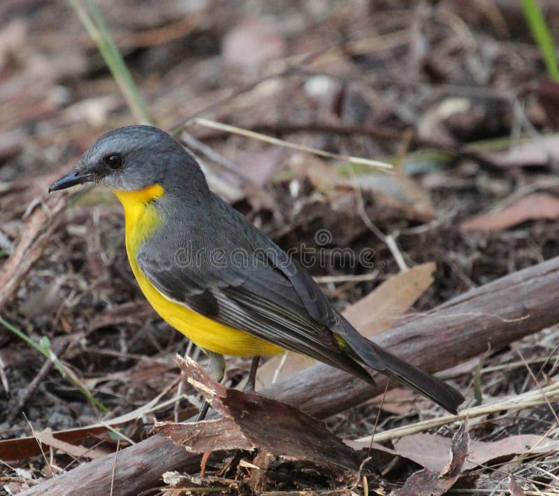 Eastern Yellow Robin of Australia Stock Image - Image of endemic, avian ...