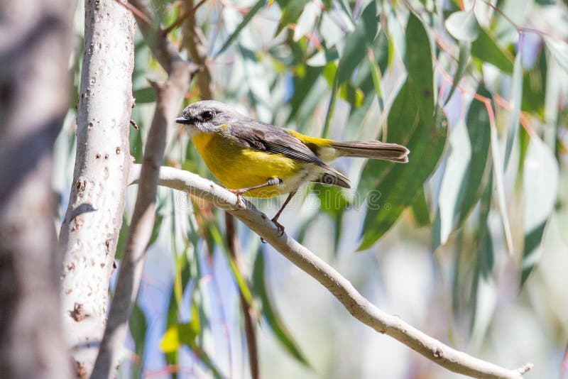 Eastern Yellow Robin of Australia Stock Photo - Image of australia ...