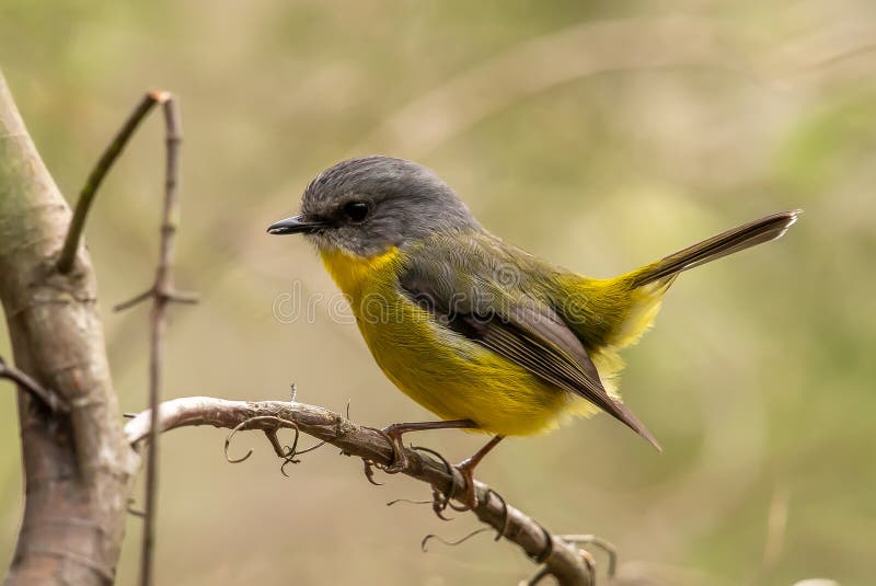 Eastern Yellow Robin of Australia Stock Image - Image of birding ...