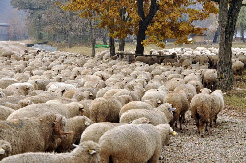 Gregge Della Raccolta Delle Pecore Immagine Stock - Immagine di podere ...