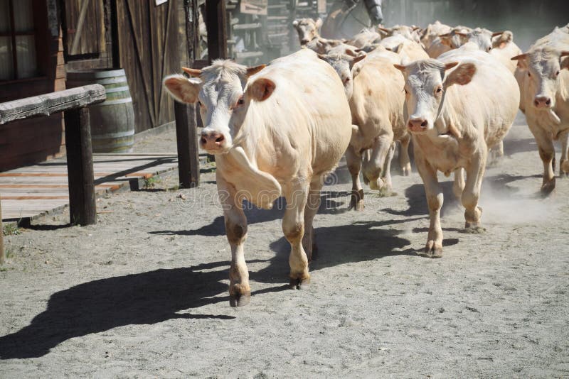 Gregge delle mucche immagine stock. Immagine di carne - 21204165