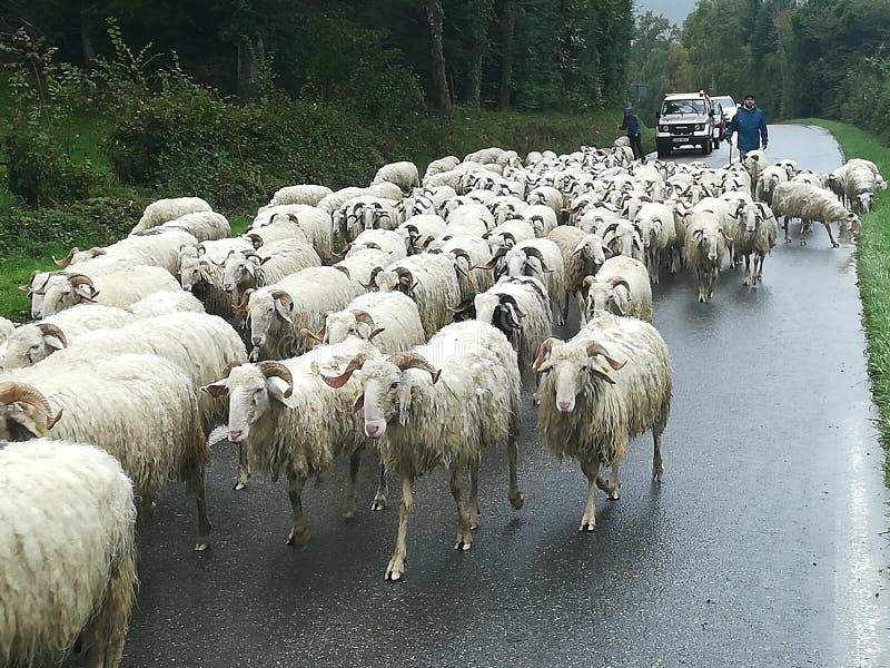 Gregge Delle Pecore E Del Pastore Con I Due Picchi Del Monte Ararat Sui ...