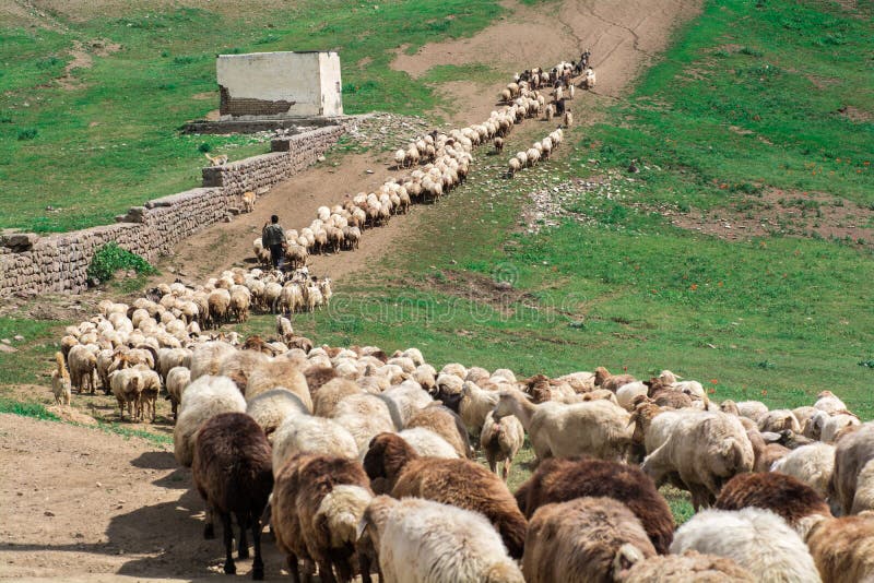 Gregge delle pecore fotografia stock editoriale. Immagine di paesaggio ...