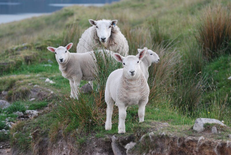 Gregge di pecore fotografia stock. Immagine di agnello - 12700488