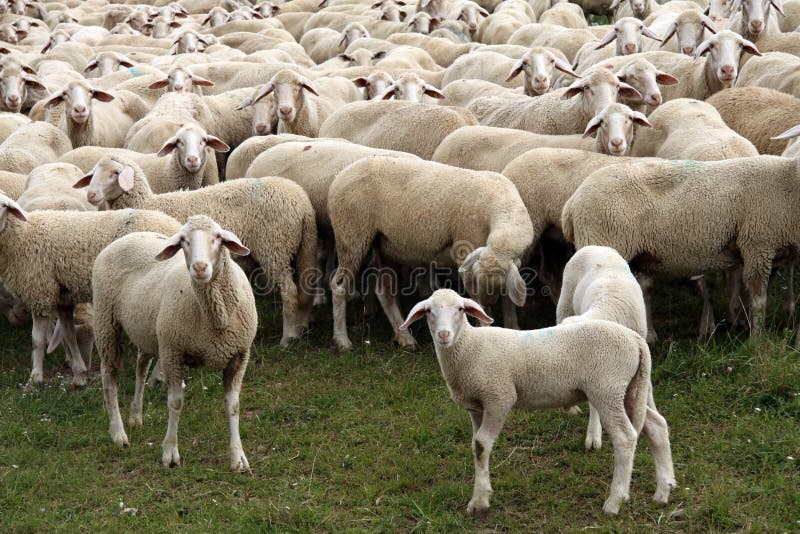 Gregge di Pecore fotografia stock. Immagine di giorno - 13265050
