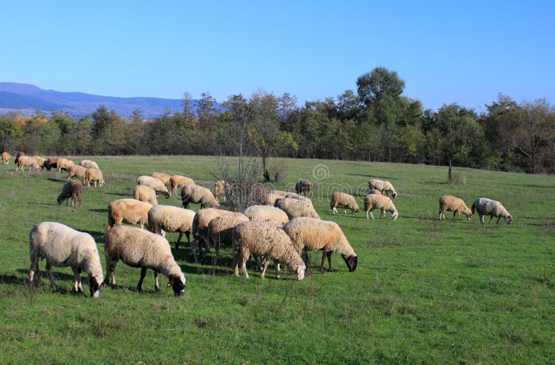 Gregge delle pecore fotografia stock. Immagine di gregge - 16639194