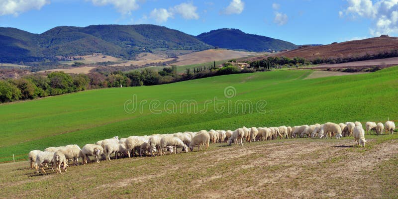 Gregge delle pecore fotografia stock. Immagine di prato - 33702696