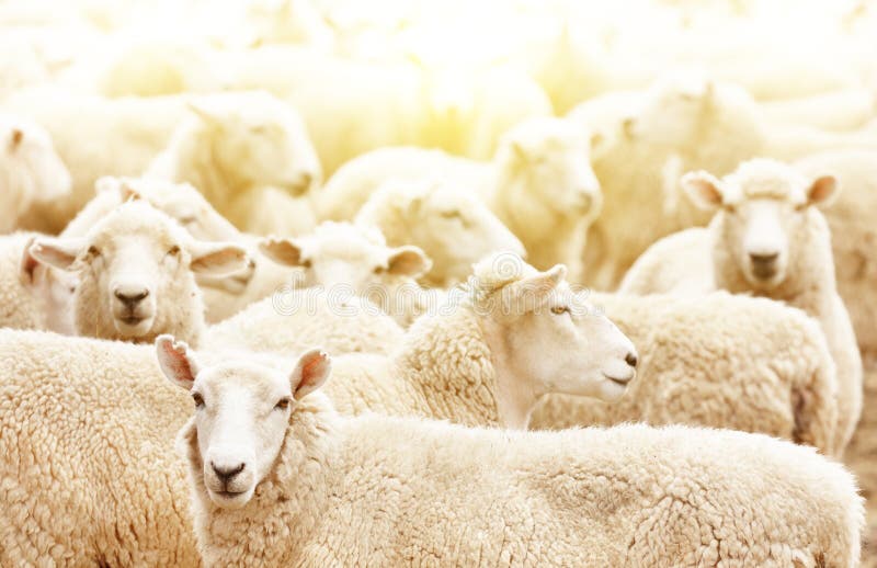Gregge di pecore fotografia stock. Immagine di altopiani - 10585682
