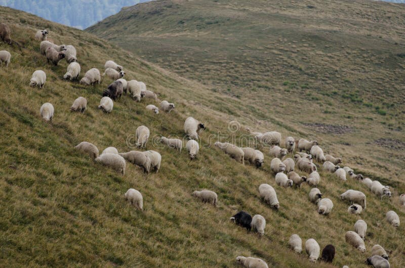 Gregge Delle Pecore Sul Pendio Di Montagna Immagine Stock - Immagine di ...