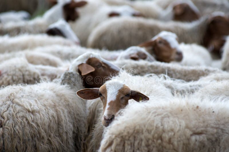 Gregge di herd fotografia stock. Immagine di nave, folla - 51089208