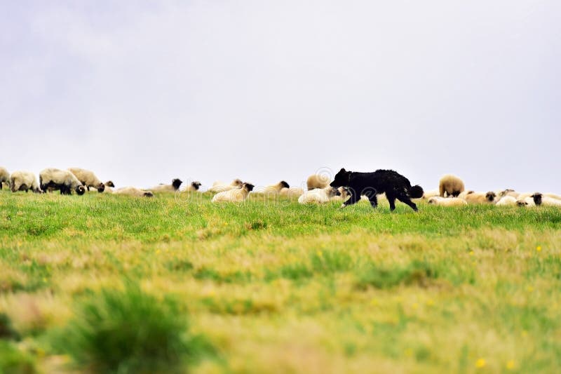 Il Cane Da Pastore Protegge Il Gregge Nelle Montagne Polacche ...