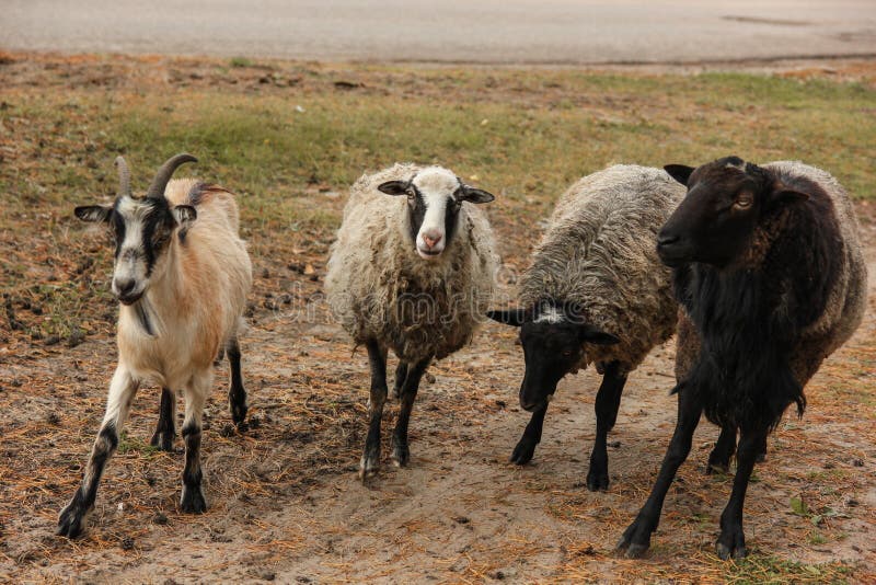 Greggi Di Capre E Di Pecore Immagine Stock - Immagine di campo, pecore ... Greggi Di Capre E Di Pecore Immagine Stock - Immagine di campo, pecore ...