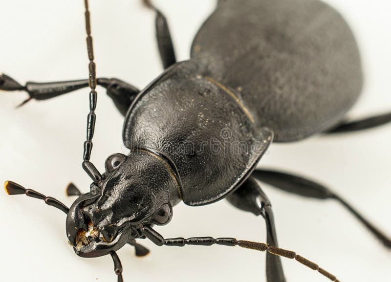 Gregor Samsa stock image. Image of ugly, insect, wildlife - 88497023